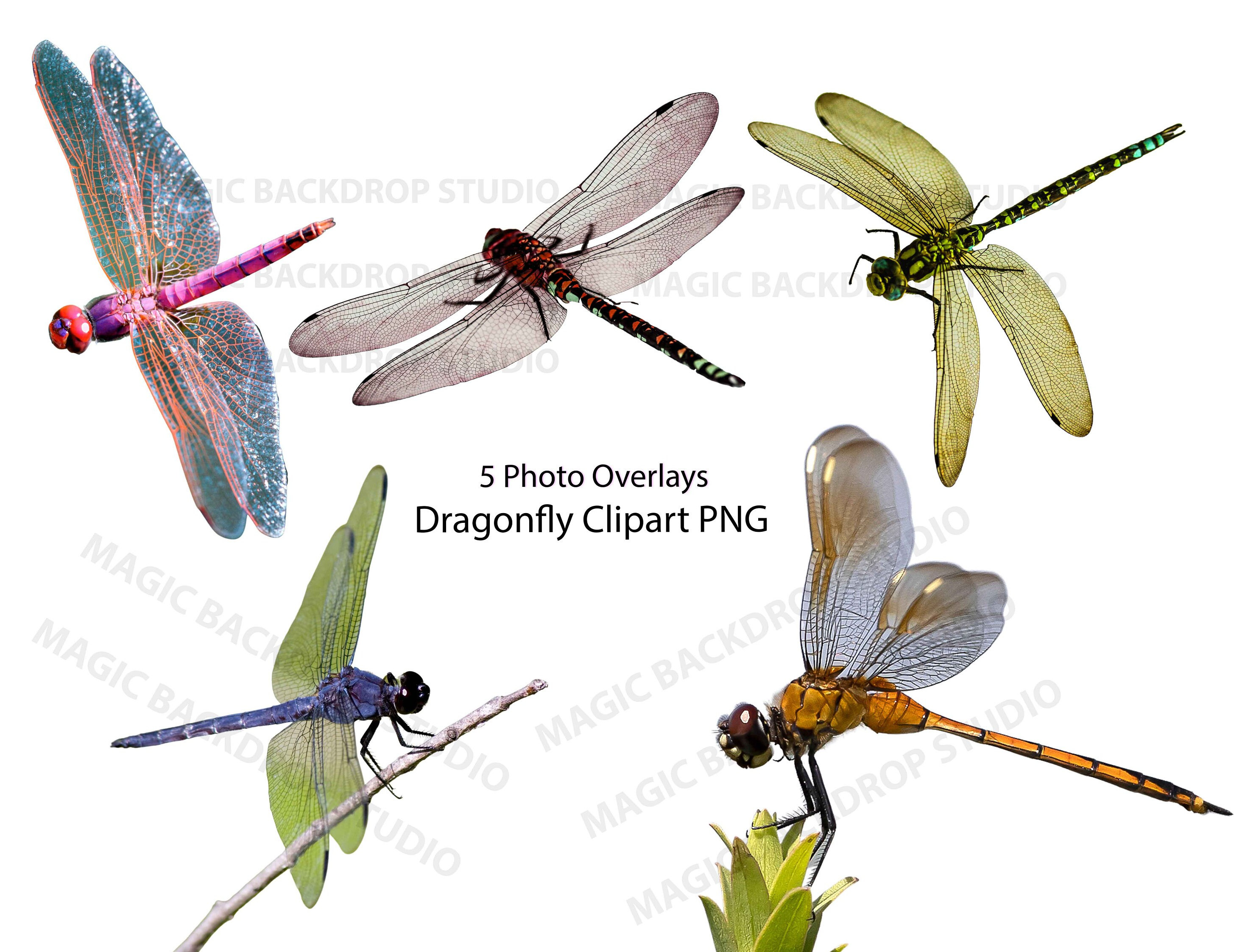 Dragonfly Dragonflies Insect Insects PNG Bundle Bundles Photo Animal ...
