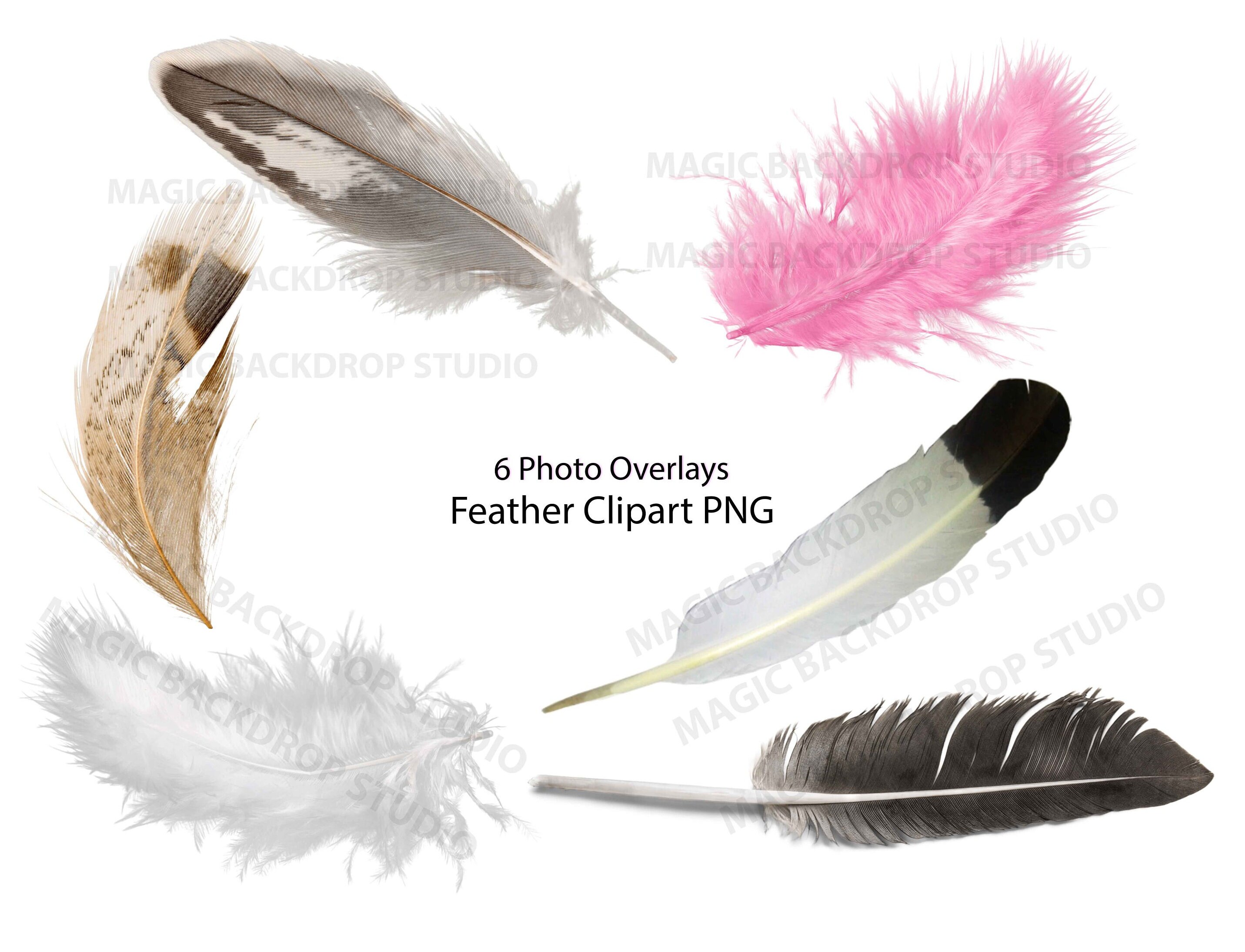 Feather Feathers PNG Pink Clip Art Digital Overlay Overlays Photoshop ...