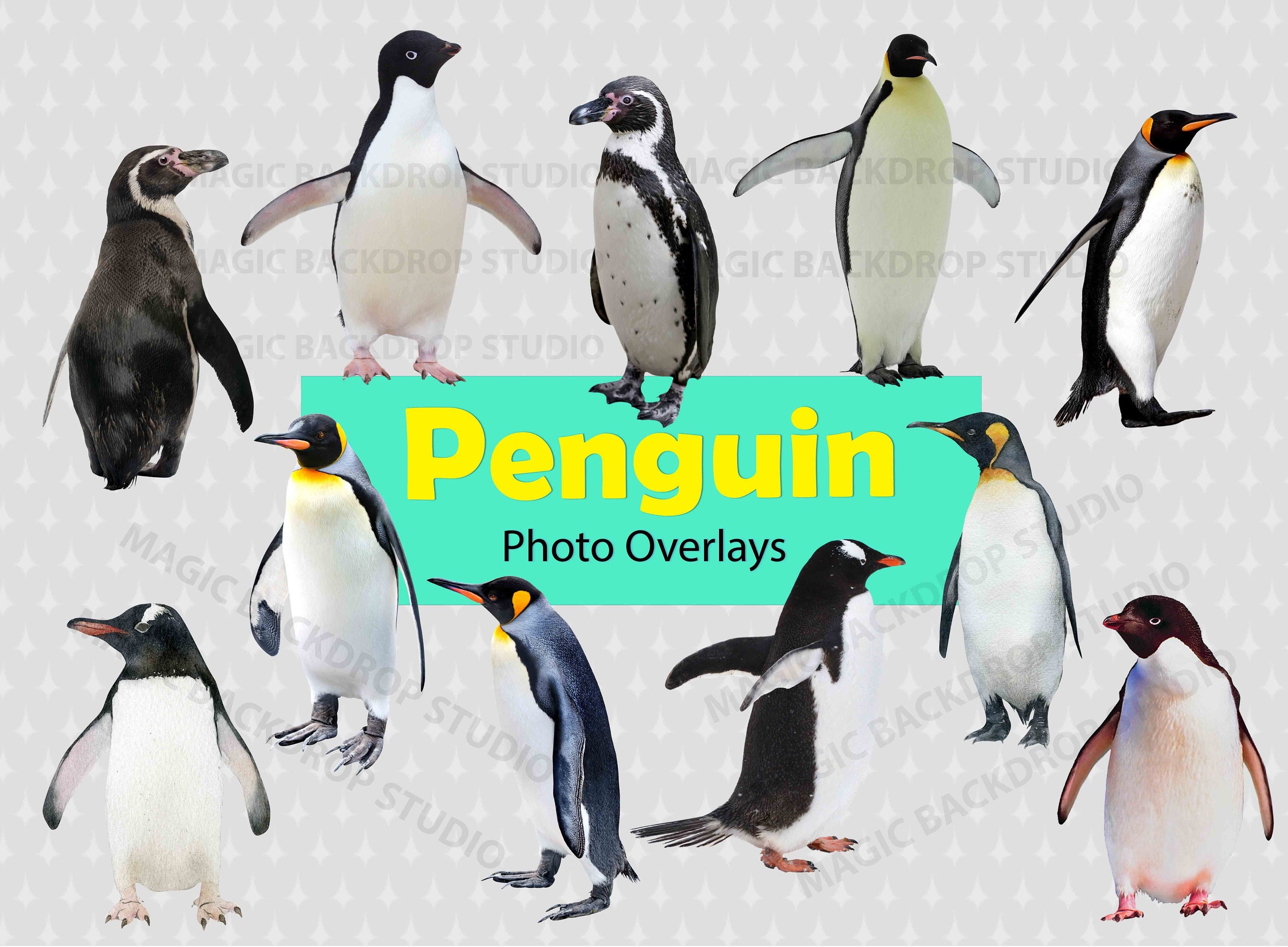 Penguin Penguins Bird Animal Clip Art Overlay Photoshop Overlays ...