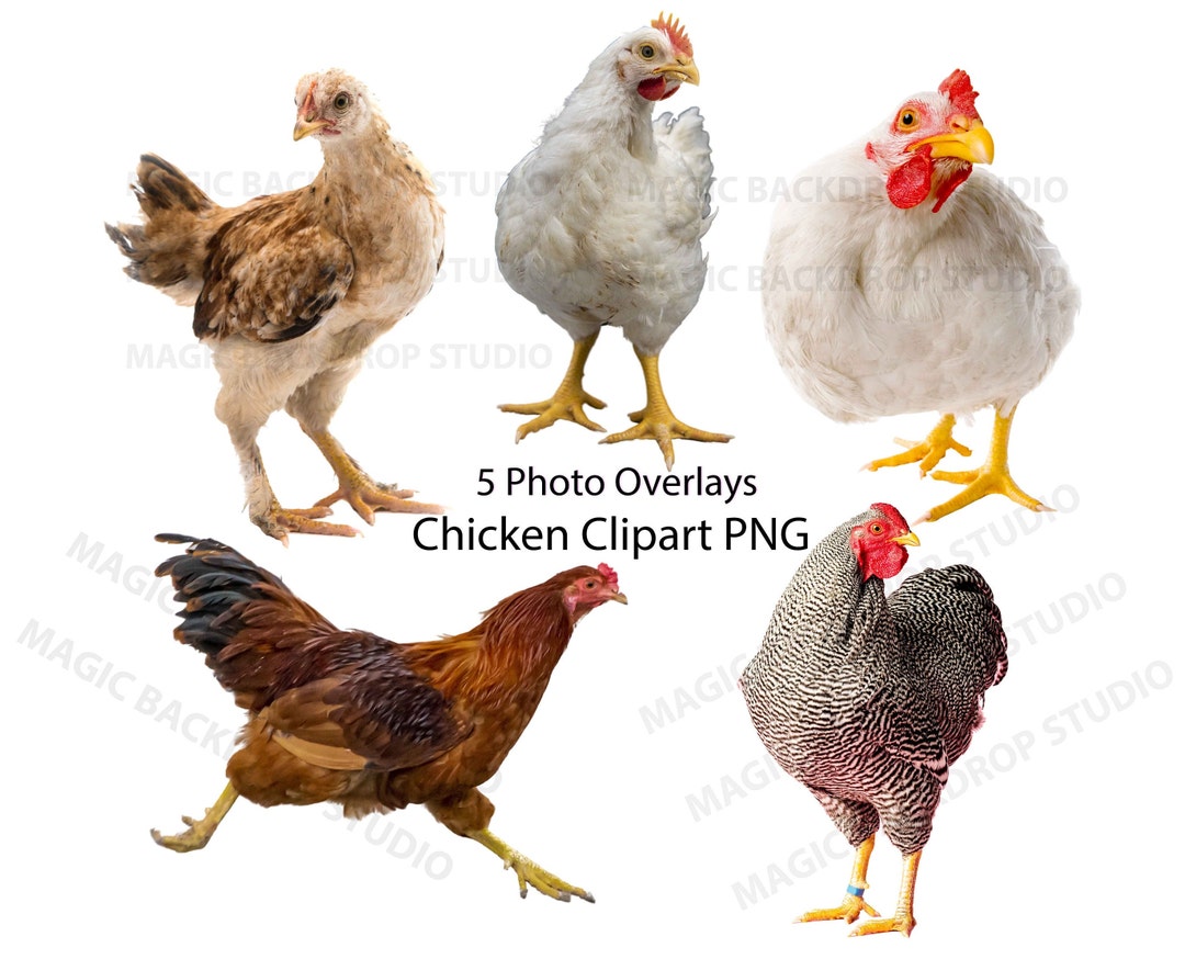 Chicken Chickens Rooster Animal PNG Cut Clip Art Overlay Photoshop ...