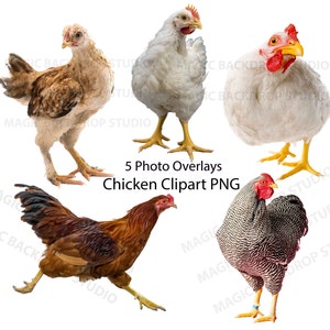 Chicken Chickens Rooster Animal PNG Cut Clip Art Overlay Photoshop ...