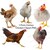 Black Gray Chicken Hen Farm Animal Chick Chickens Clip Art Overlay ...
