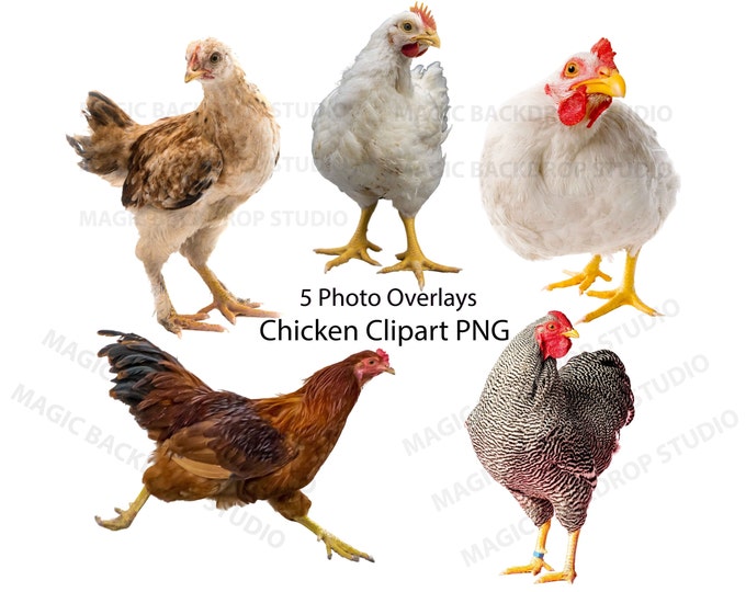 Chicken Chickens Rooster Animal PNG Cut Clip Art Overlay Photoshop ...