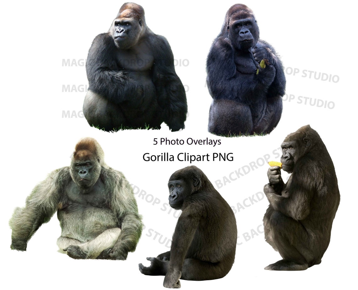 Gorilla Gorillas Bundle PNG Vector Clip Art Monkey Monkeys Wild Cute ...