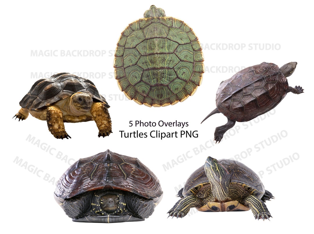 Turtles Turtle PNG Photo Bundle Ocean Aquarium River Animal Animals ...