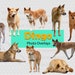 Dingo Dingos PNG Clipart Animal Australian Dog Dogs Wild Breed Overlay ...