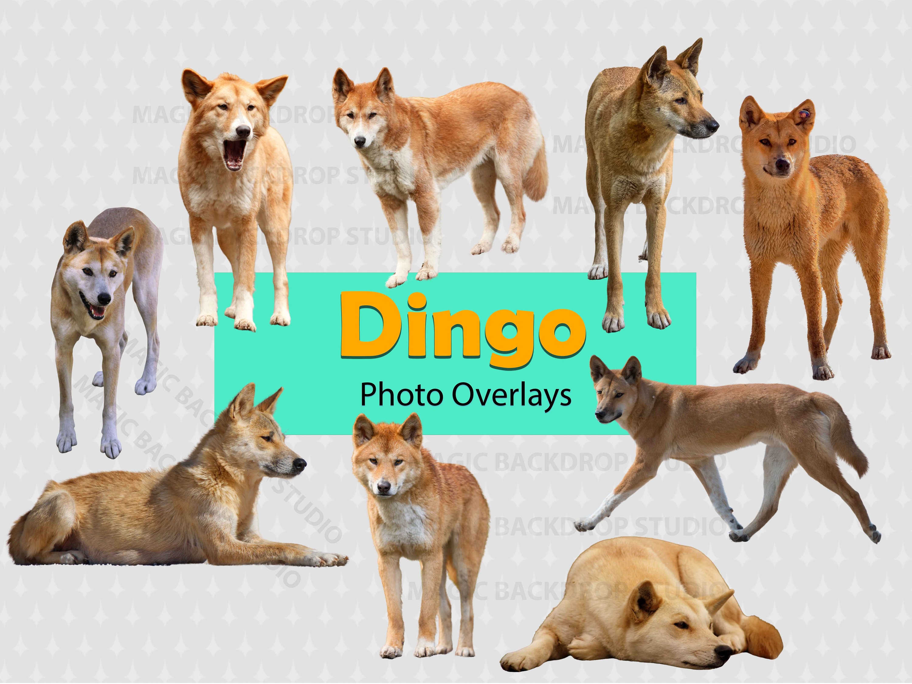 Dingo Dingos PNG Clipart Animal Australian Dog Dogs Wild Breed Overlay ...