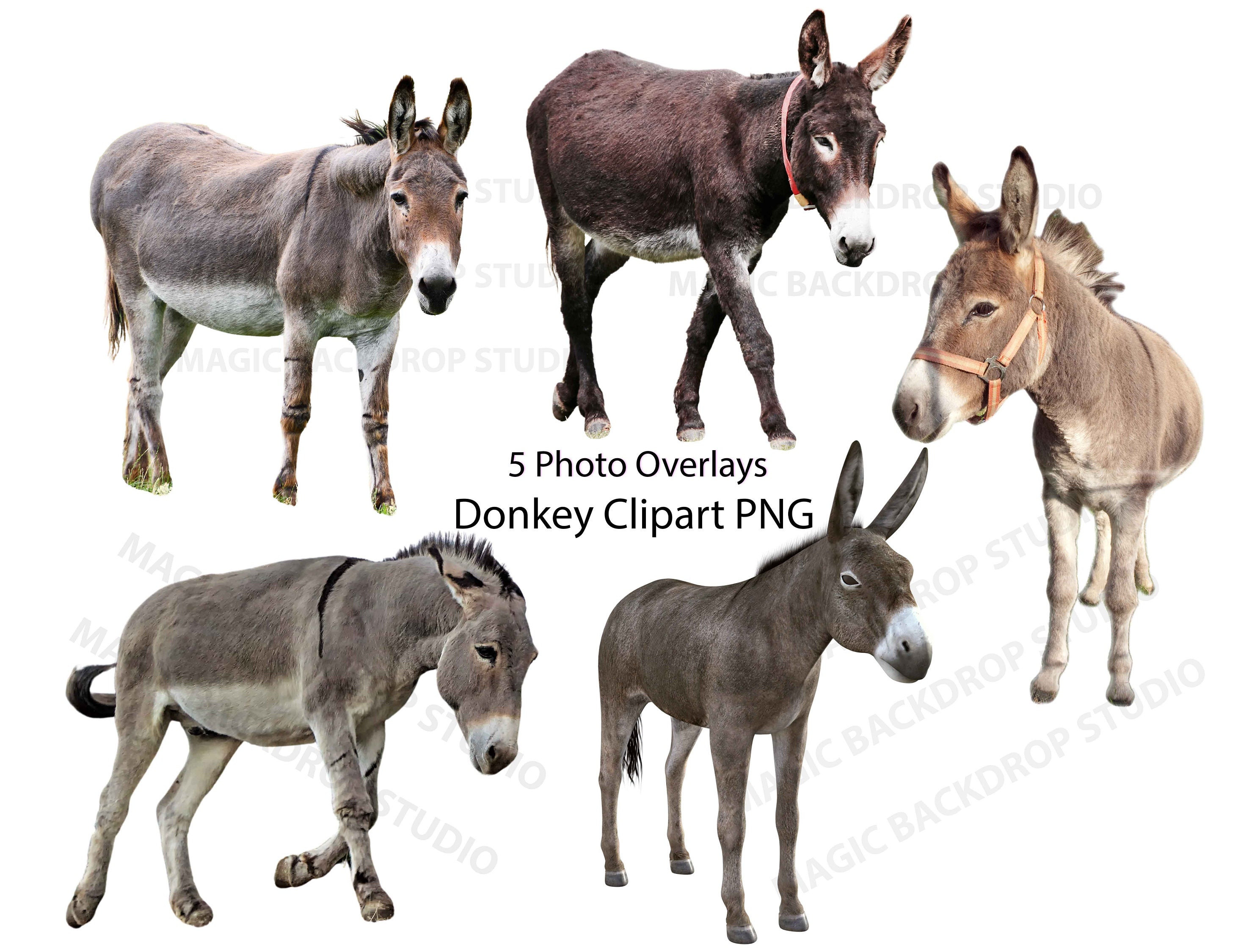 Donkey Donkey Mule Mules Brown Animal Cut Out Clip Art Overlay Bundle ...