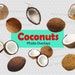 Coconut Coconuts Fruit PNG Bulk Bundle Foods Fruits Palm Tree Clip Art ...