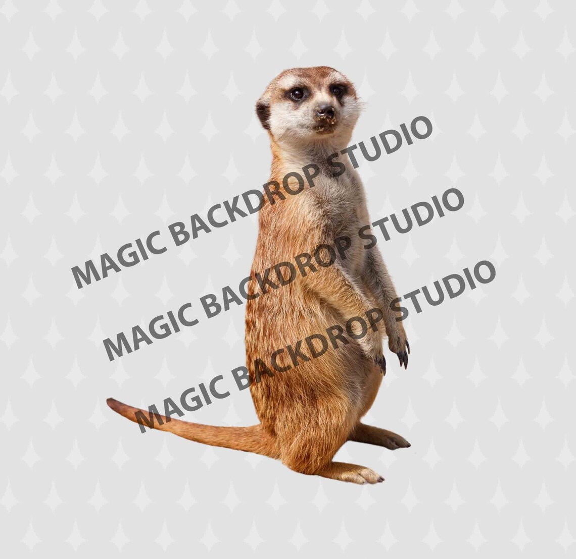 Meerkat Cute Animal Zoo Animals Digital Overlay Photoshop Mock up ...