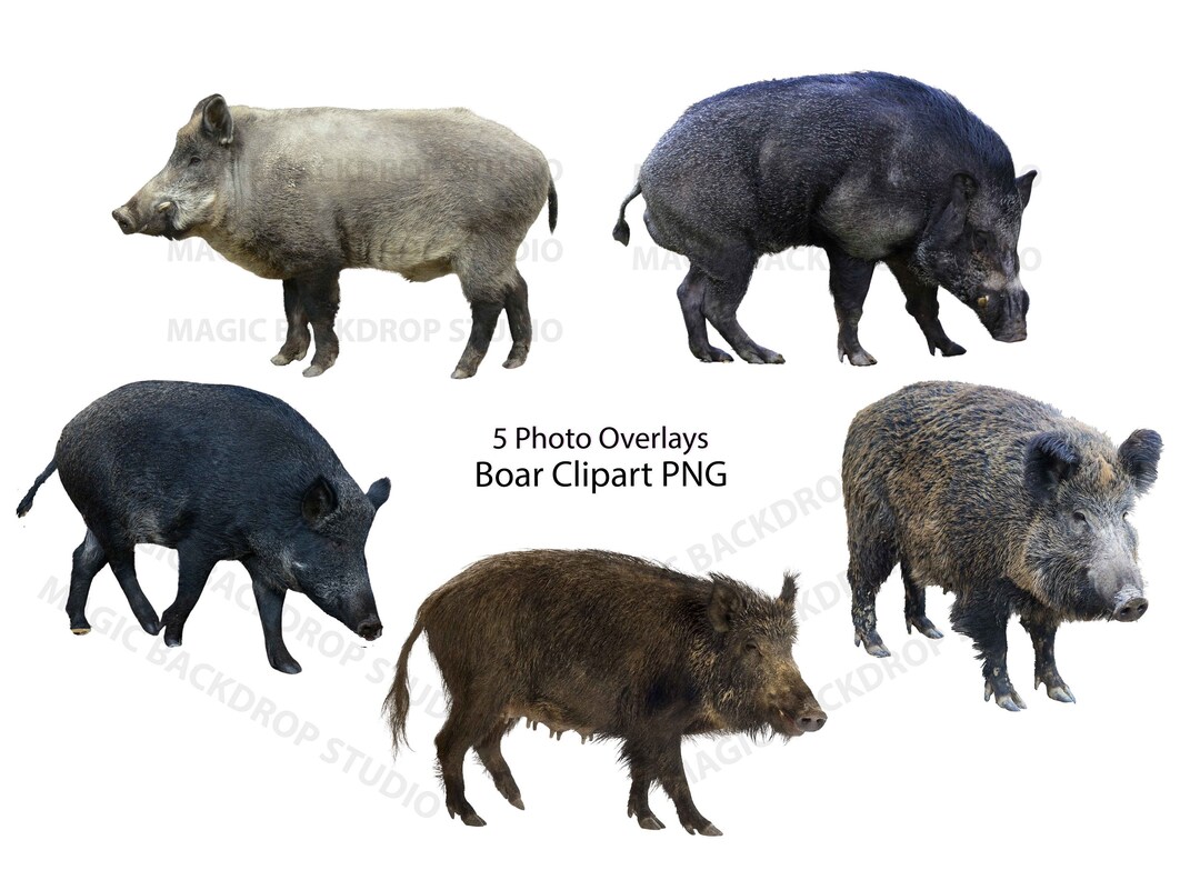 Boar Boars PNG Pig Wild Pigs Hog Hogs Bundle Farm Animals Clip Art ...