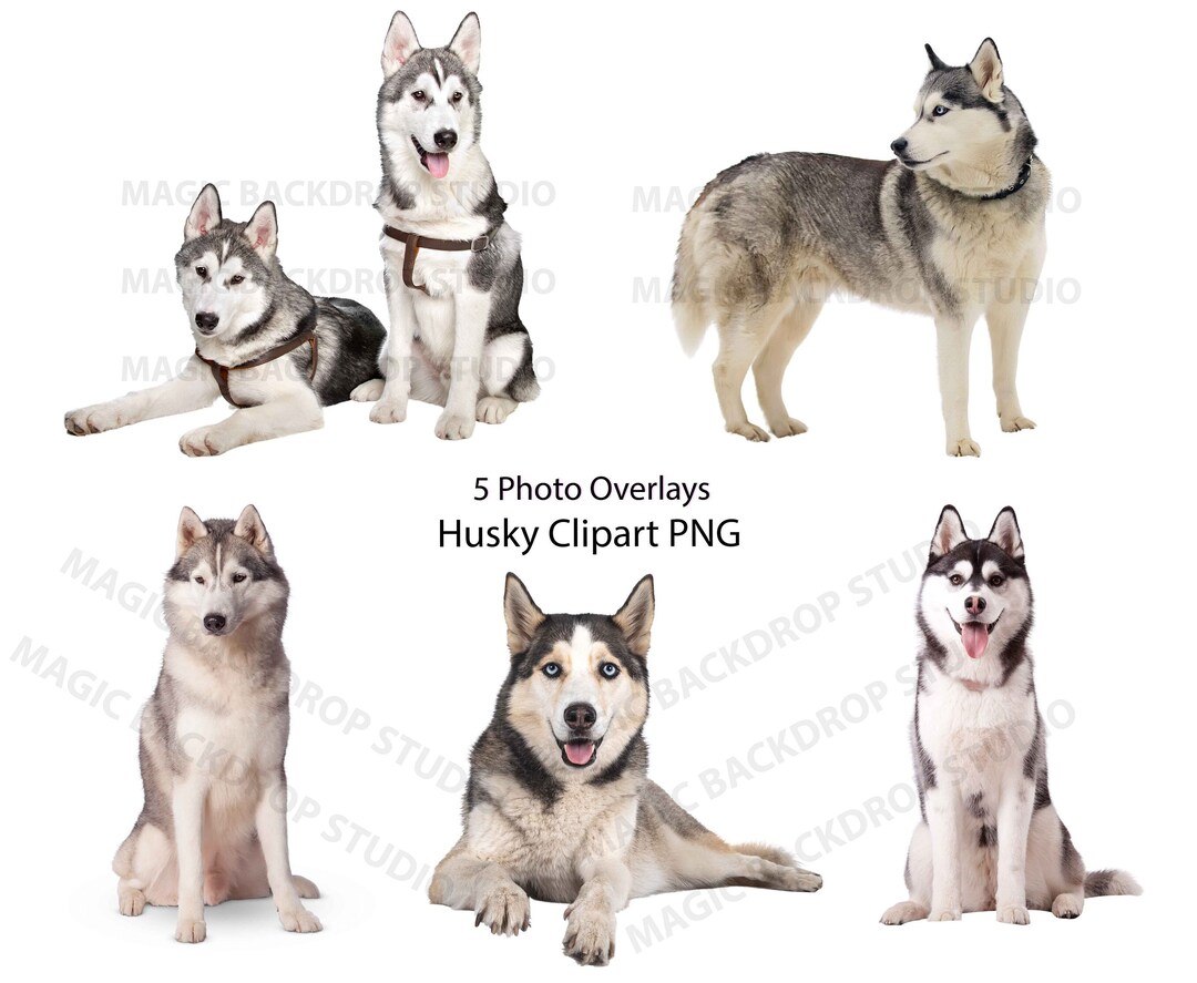 Siberian Husky Huskies PNG Clipart Animal Dog Dogs Pet Breed - Etsy ...