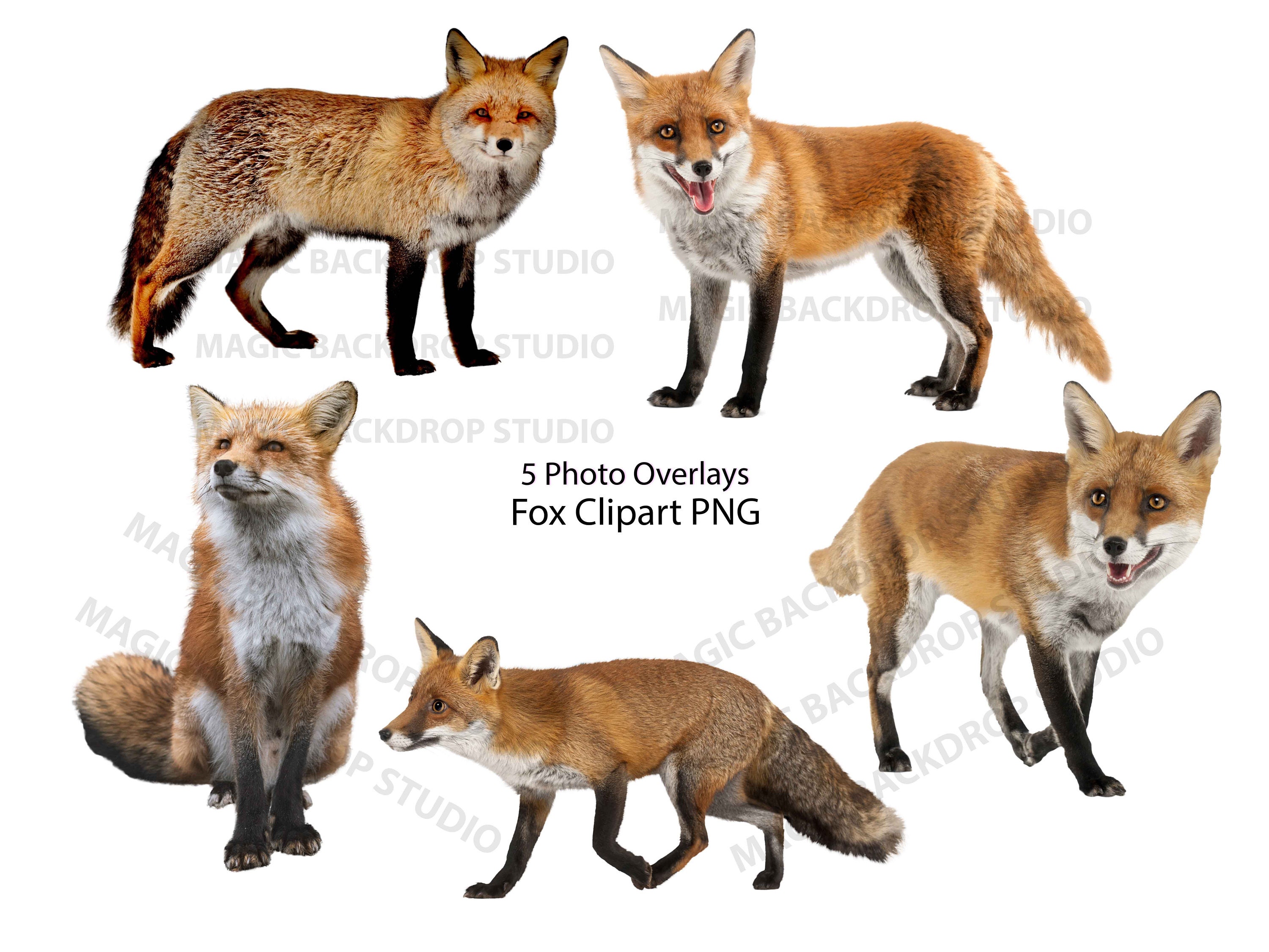 Fox Foxes Bundle PNG Vector Clip Art Print Wild Cute Woodland Animal ...