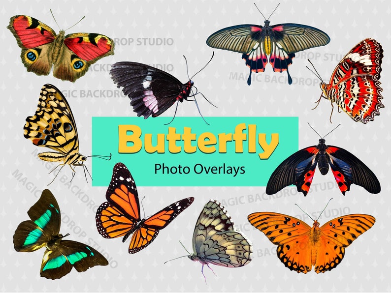 Butterfly Butterflies Insect Insects PNG Wings Bundle Bundles Animal ...