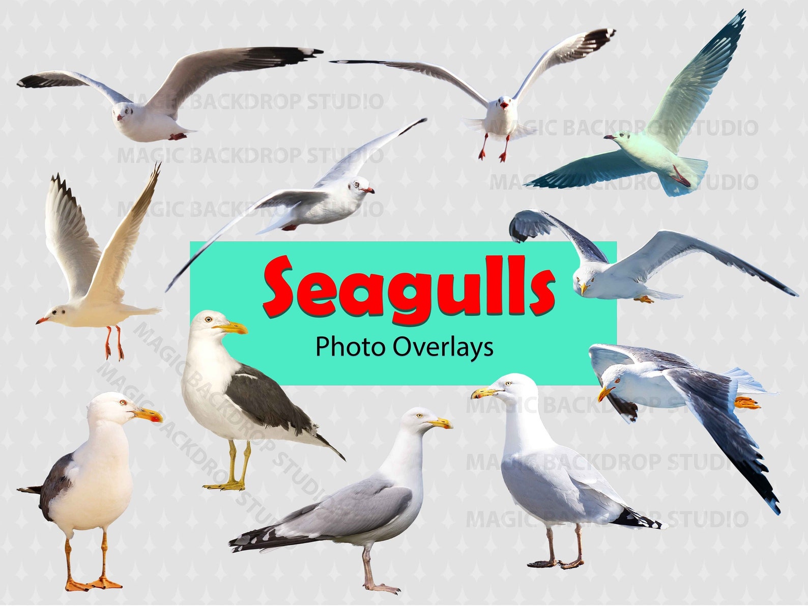 Seagull Seagulls Bird Bulk PNG Bundle Sea Birds Animal Digital Overlay ...