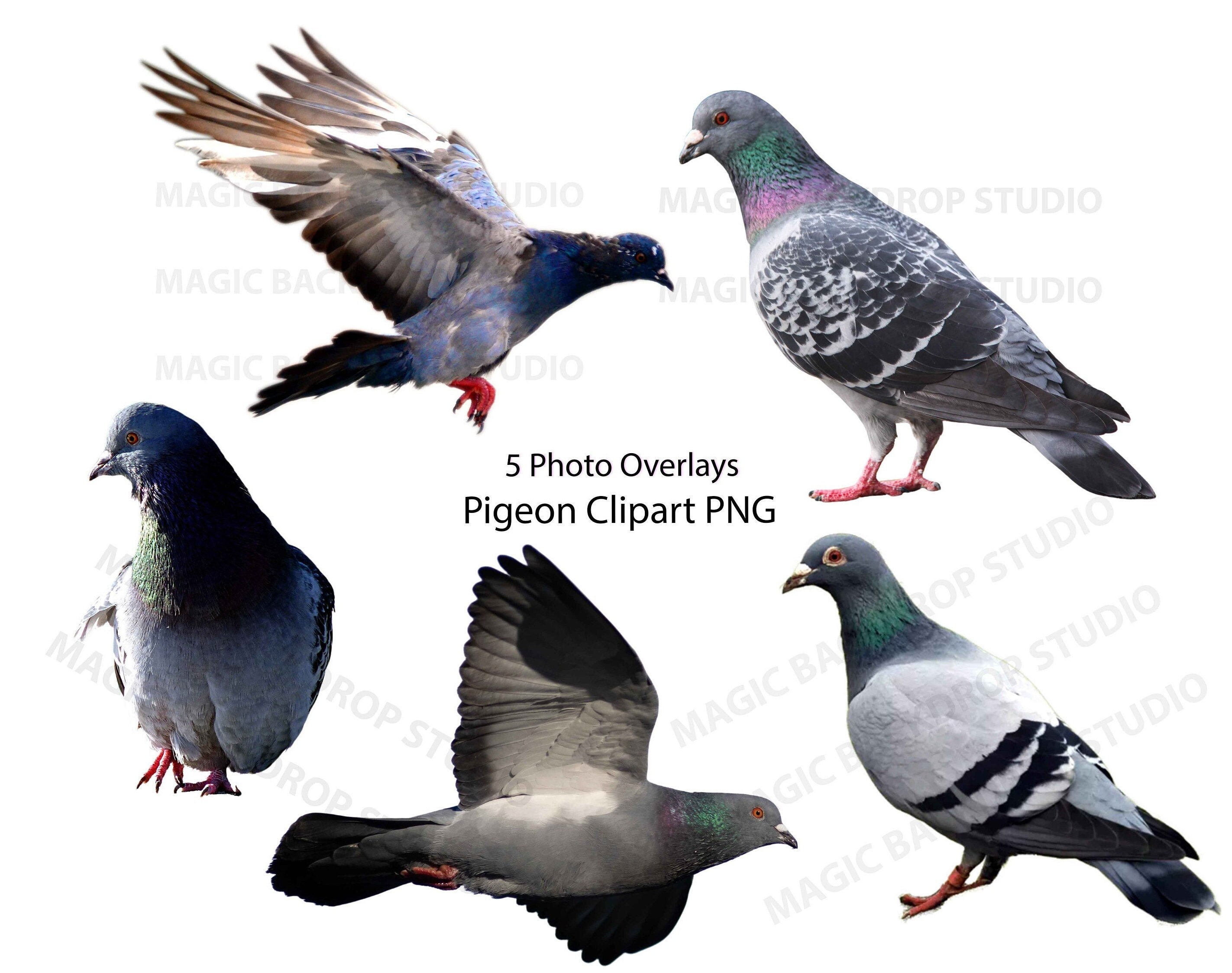 Pigeon Pigeons Bird Birds Wild Animal Clip Art Overlay Photoshop ...