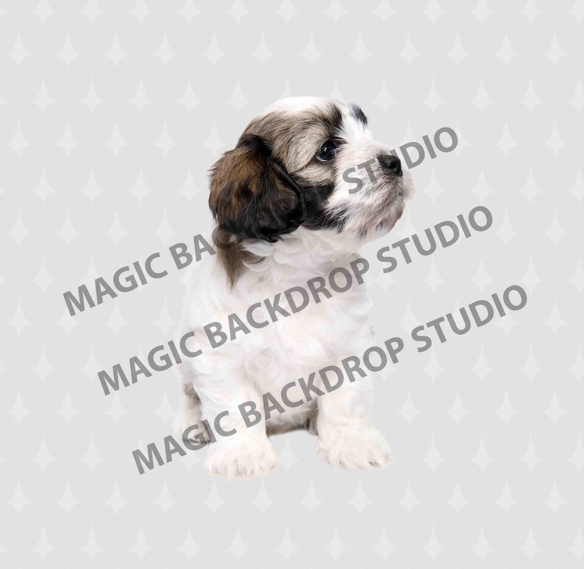 Puppy Puppies Animal Pet Dog Digital Pets Overlay Photoshop Mock up ...