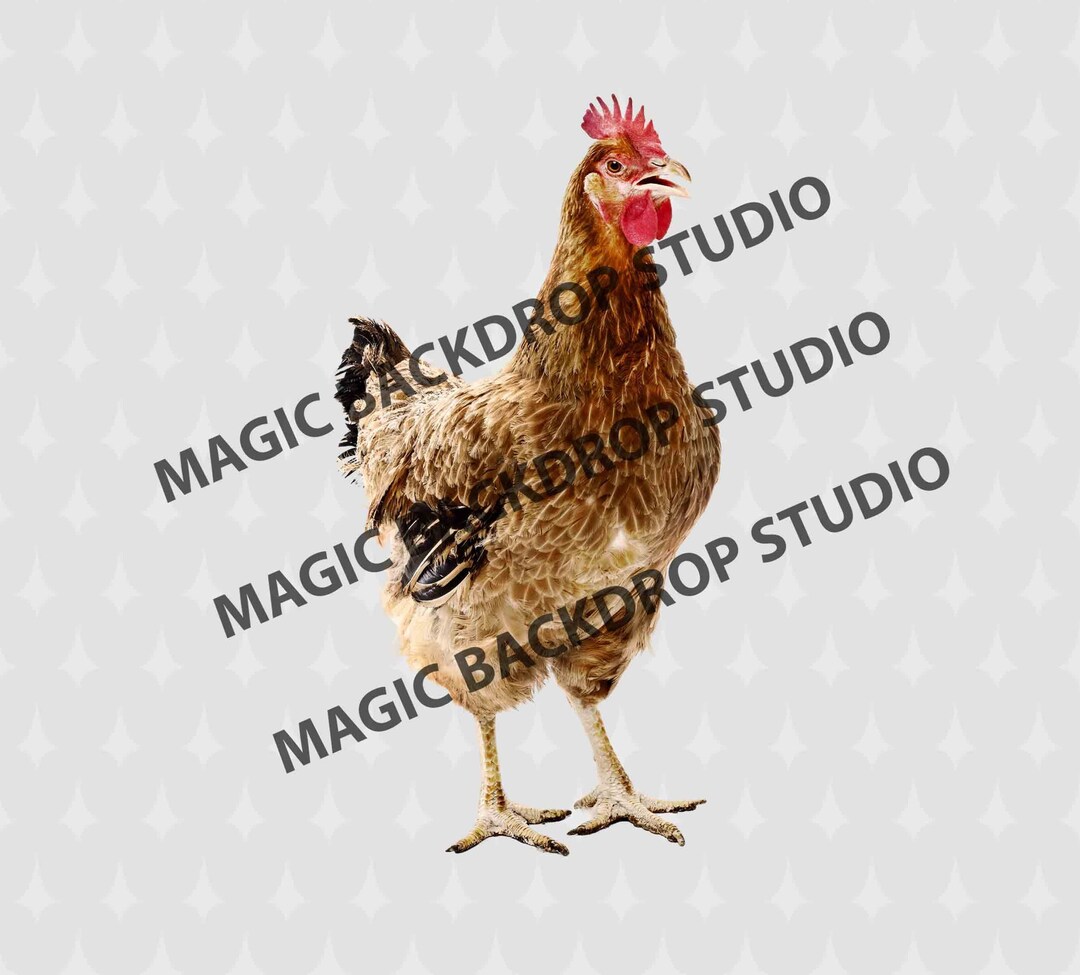 Brown Chickens Hen Farm Animals Image Chick Chicken Clip Art Overlay ...