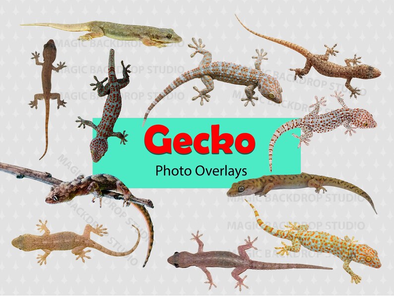 Gecko Geckos Lizards Lizard PNG Bundle Bundles Photo Reptile Clipart ...