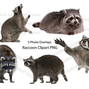 Raccoon Raccoons Bundle PNG Vector Clip Art Monkey Print Wild Cute ...