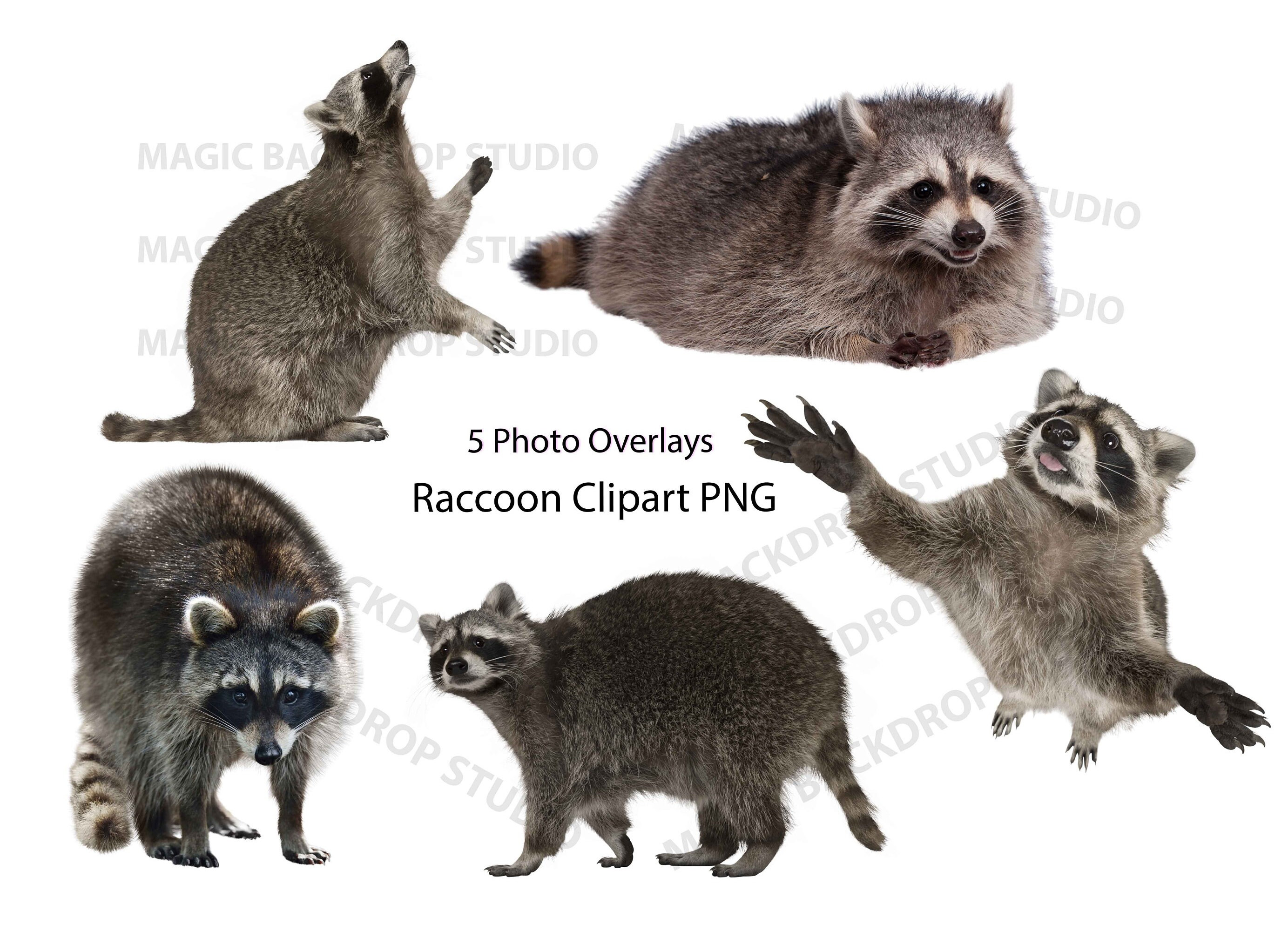 Raccoon Raccoons Bundle PNG Vector Clip Art Monkey Print Wild Cute ...