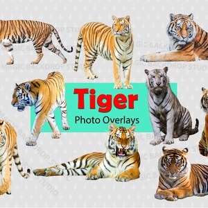 Tiger Tigers PNG Bundle Bundles Wild Big Cats Animal Zoo Digital ...