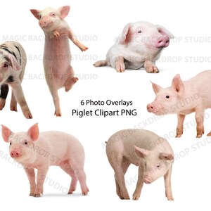 Piglet Piglets PNG Pig Pigs Bundle Baby Farm Animals Clip Art Overlay ...