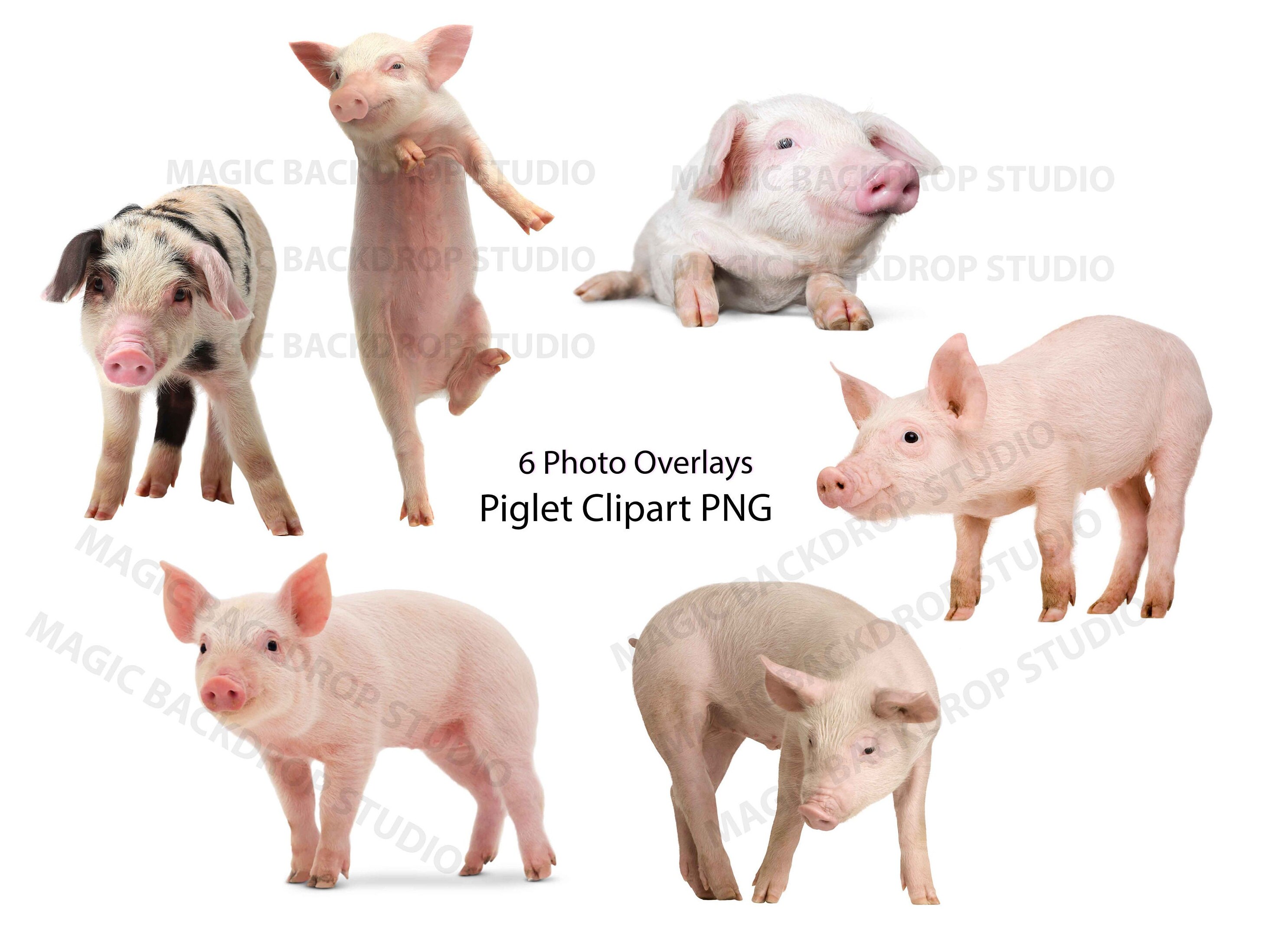 Piglet Piglets PNG Pig Pigs Bundle Baby Farm Animals Clip Art Overlay ...