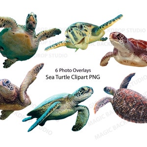 Sea Turtles Turtle PNG Photo Bundle Ocean Aquarium Animal Animals ...