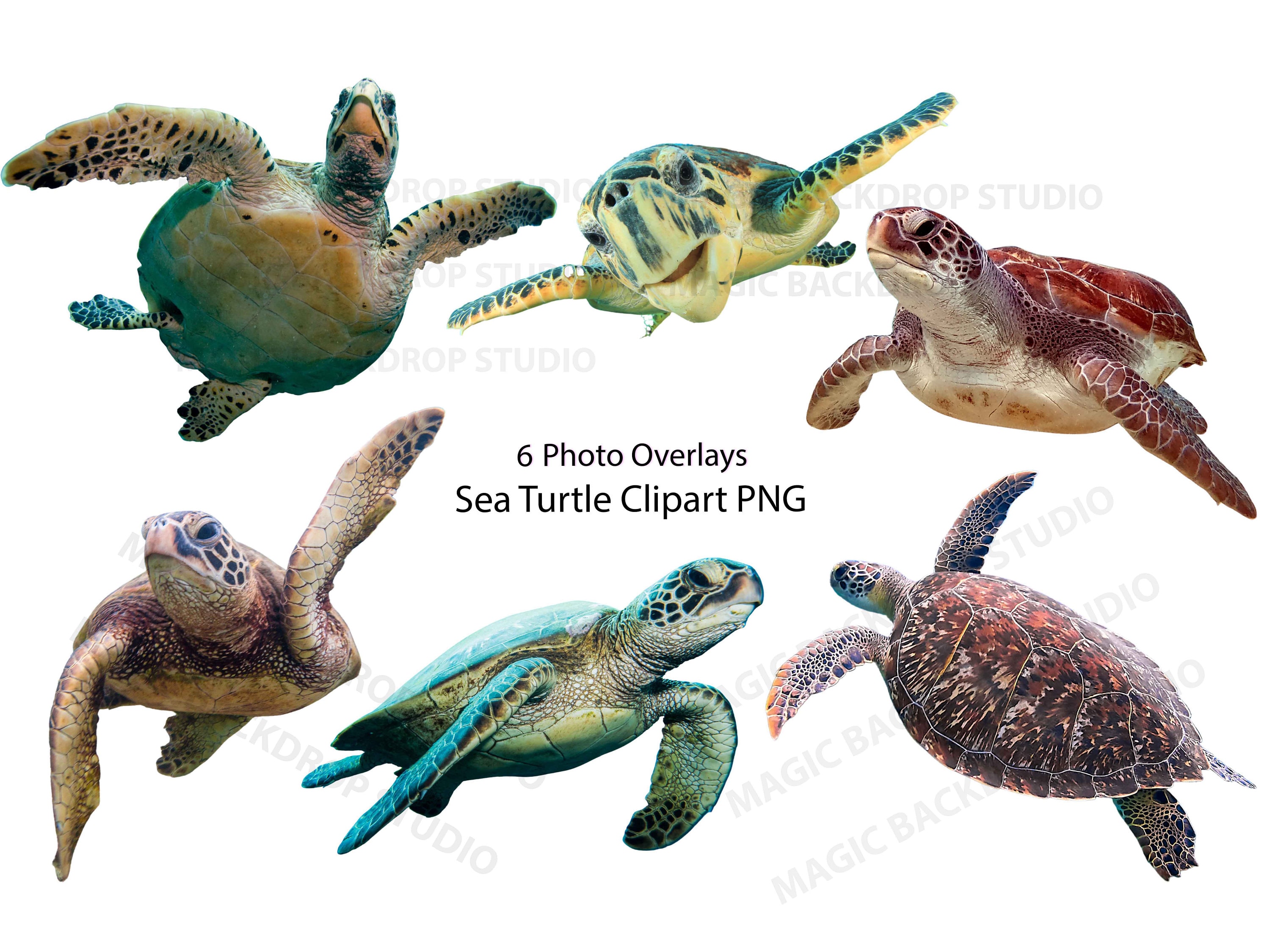 Sea Turtles Turtle PNG Photo Bundle Ocean Aquarium Animal Animals ...