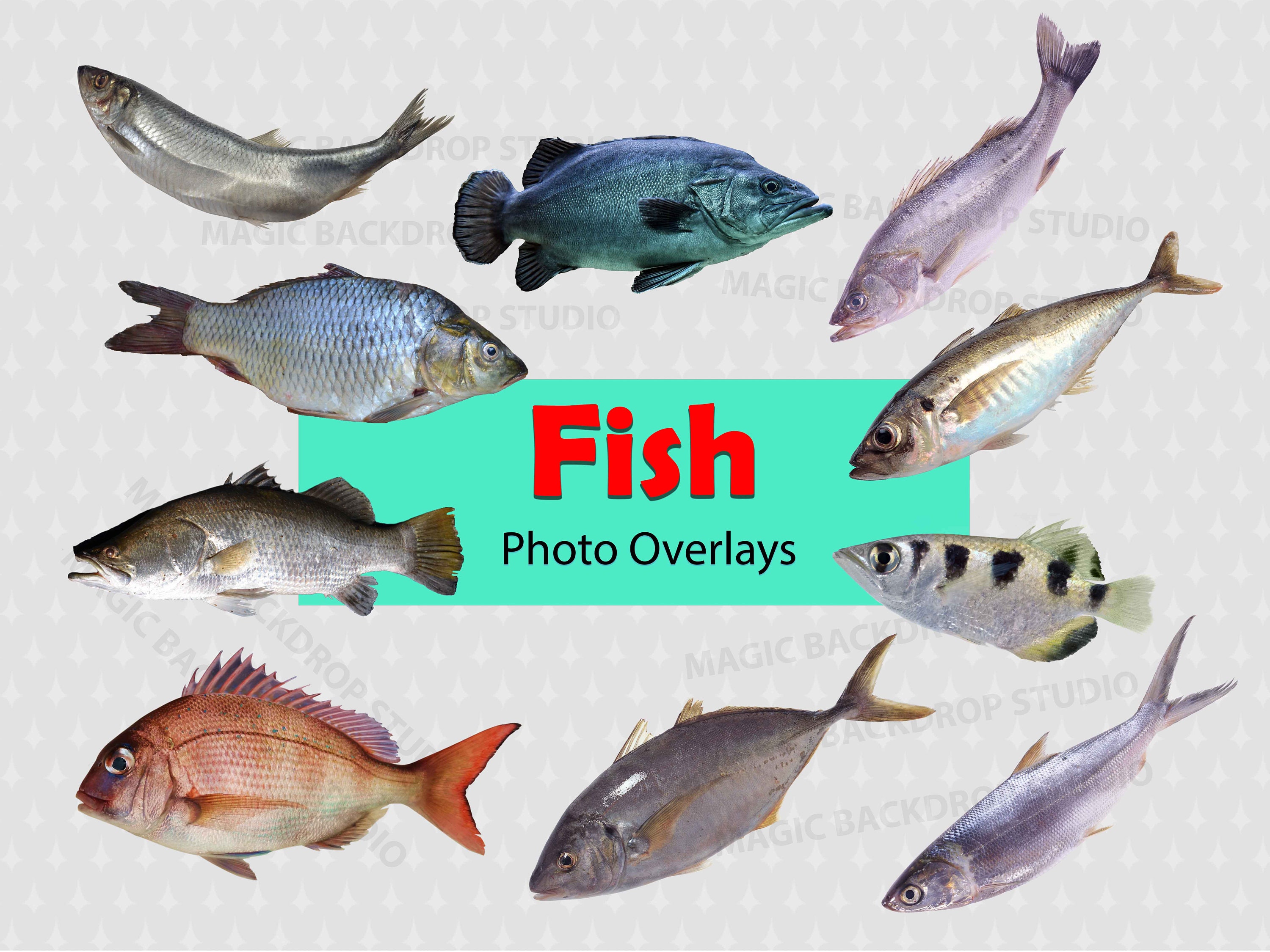 Fish PNG Bundles Fishing Silver Salmon Snapper Carp Bundle Sea Animal ...