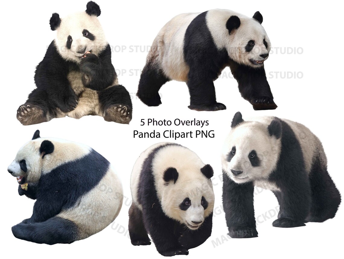 Panda Panda Bear Bears PNG Bundle Cute White Black Bear Art - Etsy