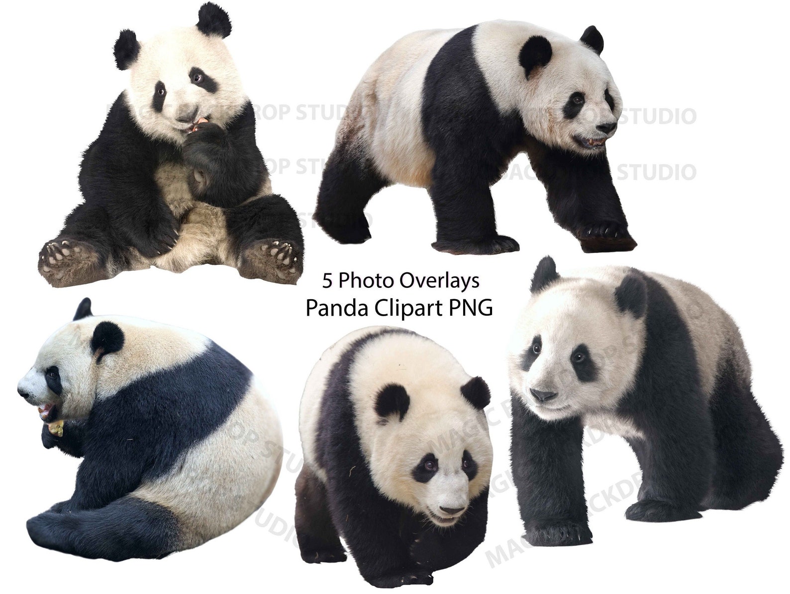 Panda Panda Bear Bears PNG Bundle Cute White Black Bear Art Overlay ...