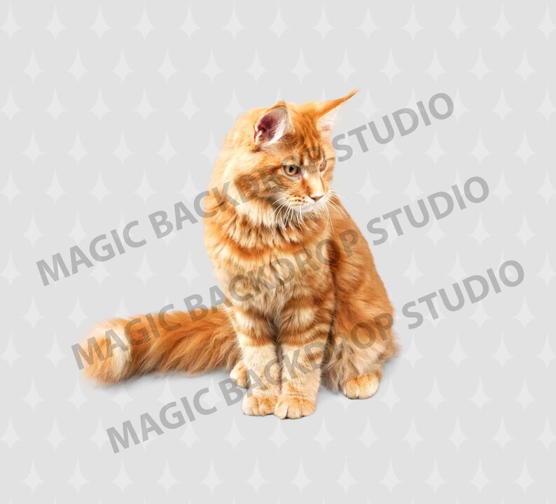 Cats Cat Bundle Tabby Feline Paws Overlay Photoshop Overlays Mock up ...