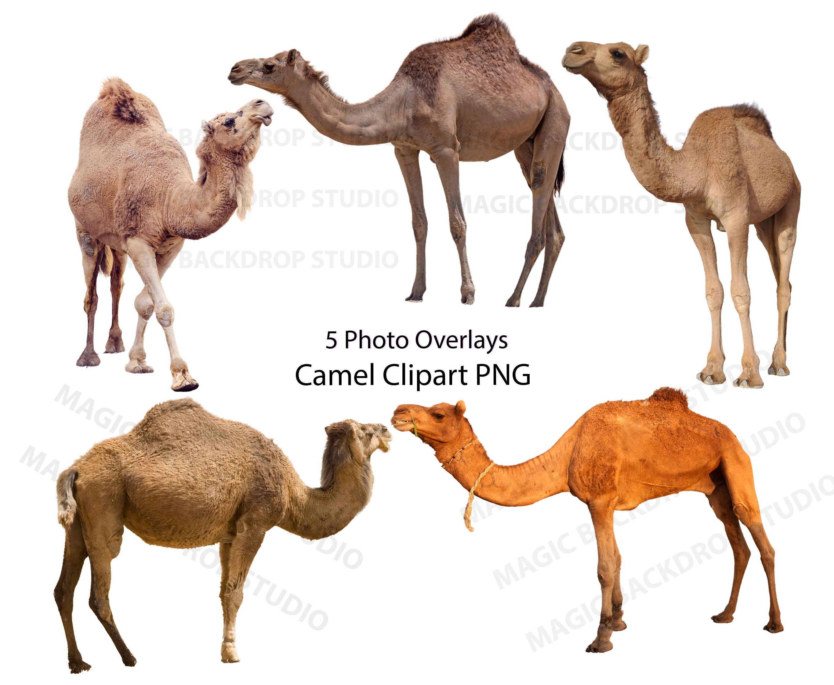 Camel Bundle PNG Camels One Hump Brown Wild Animal Cut Out Clip Art ...