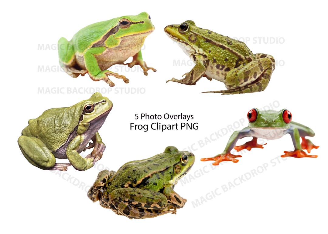 Frog Frogs PNG Amphibian Amphibians Bundle Bundles Photo Animal Clipart ...