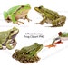 Frog Frogs PNG Amphibian Amphibians Bundle Bundles Photo Animal Clipart ...
