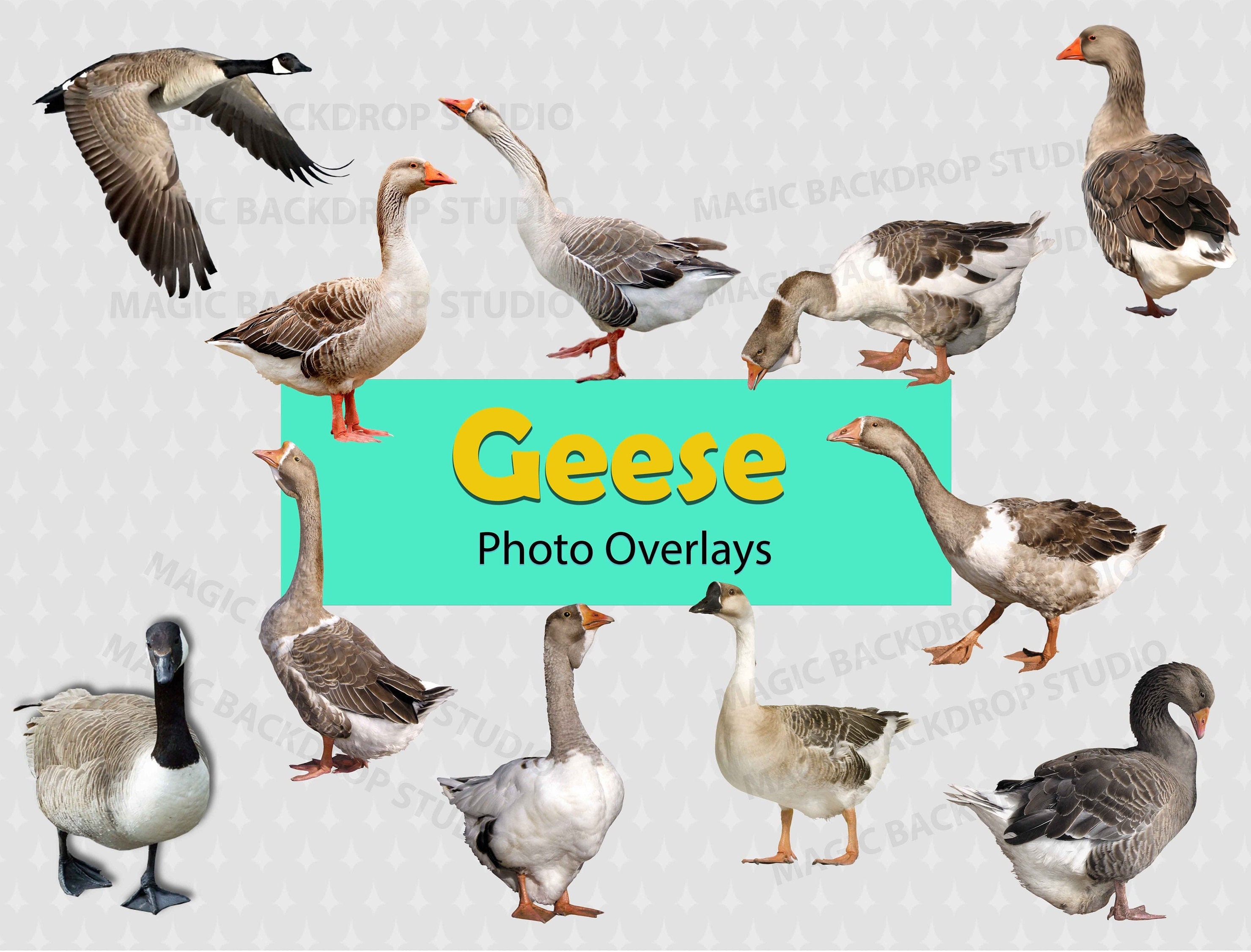 Farm Geese Breeds