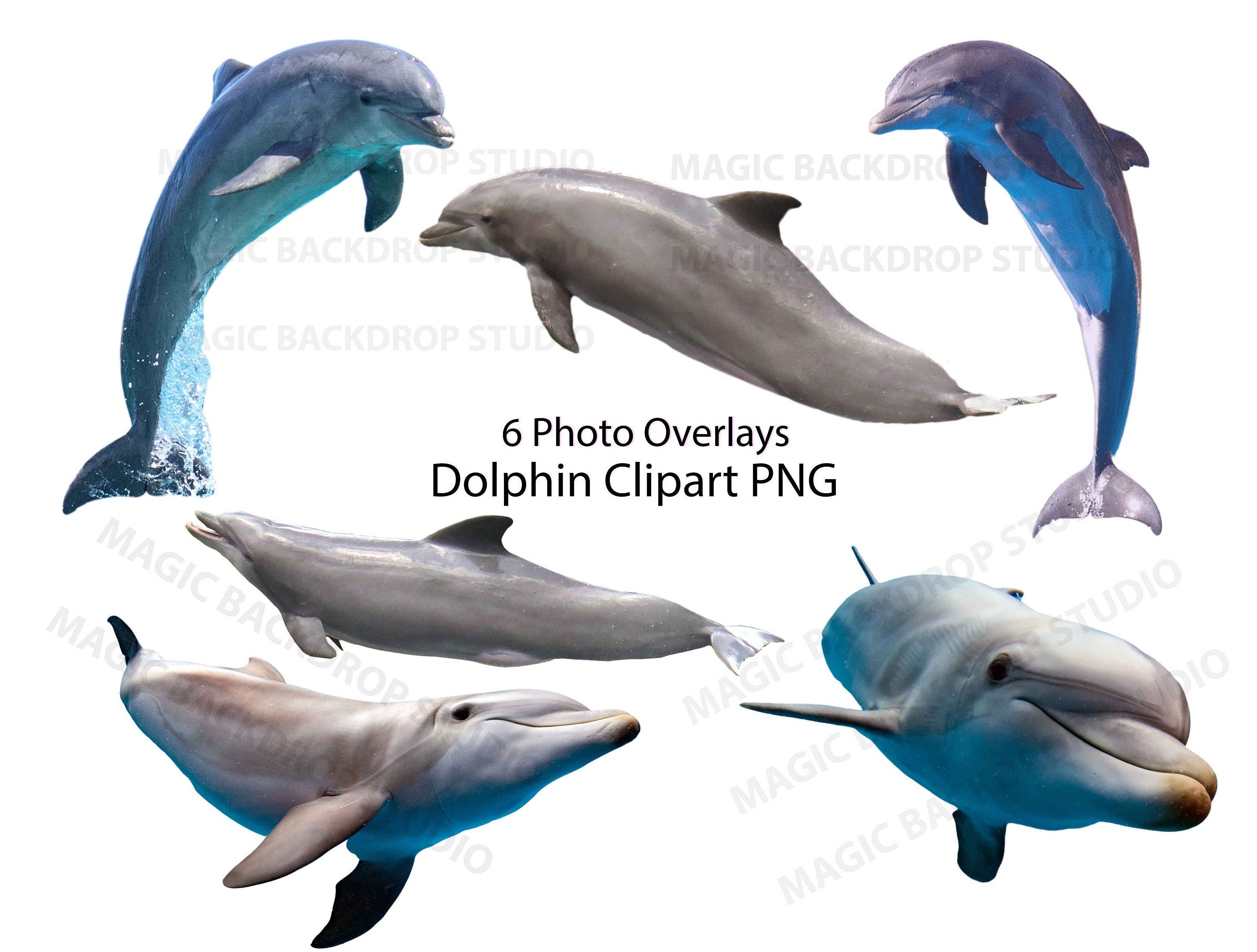 Dolphin Dolphins Sea Animal Zoo Animals Digital Overlay Bundle ...
