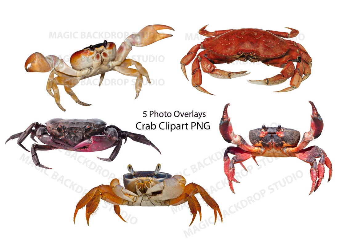 Crab Crabs Clipart PNG Photo Bundle Ocean Aquarium Animal Animals ...