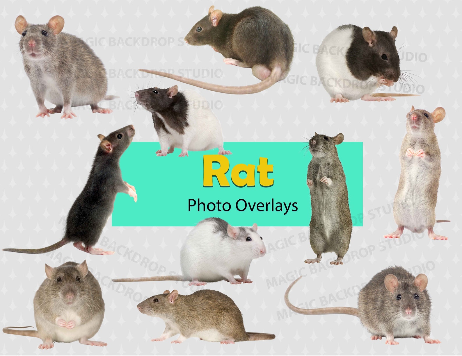 Rat Rats PNG Bundle Pets Pet Rodent Rodents Overlay Photoshop Overlays ...