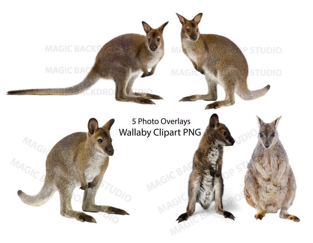 Wallaby Wallabies Bundle PNG Clip Art Australian Wild Animal Kangaroo ...