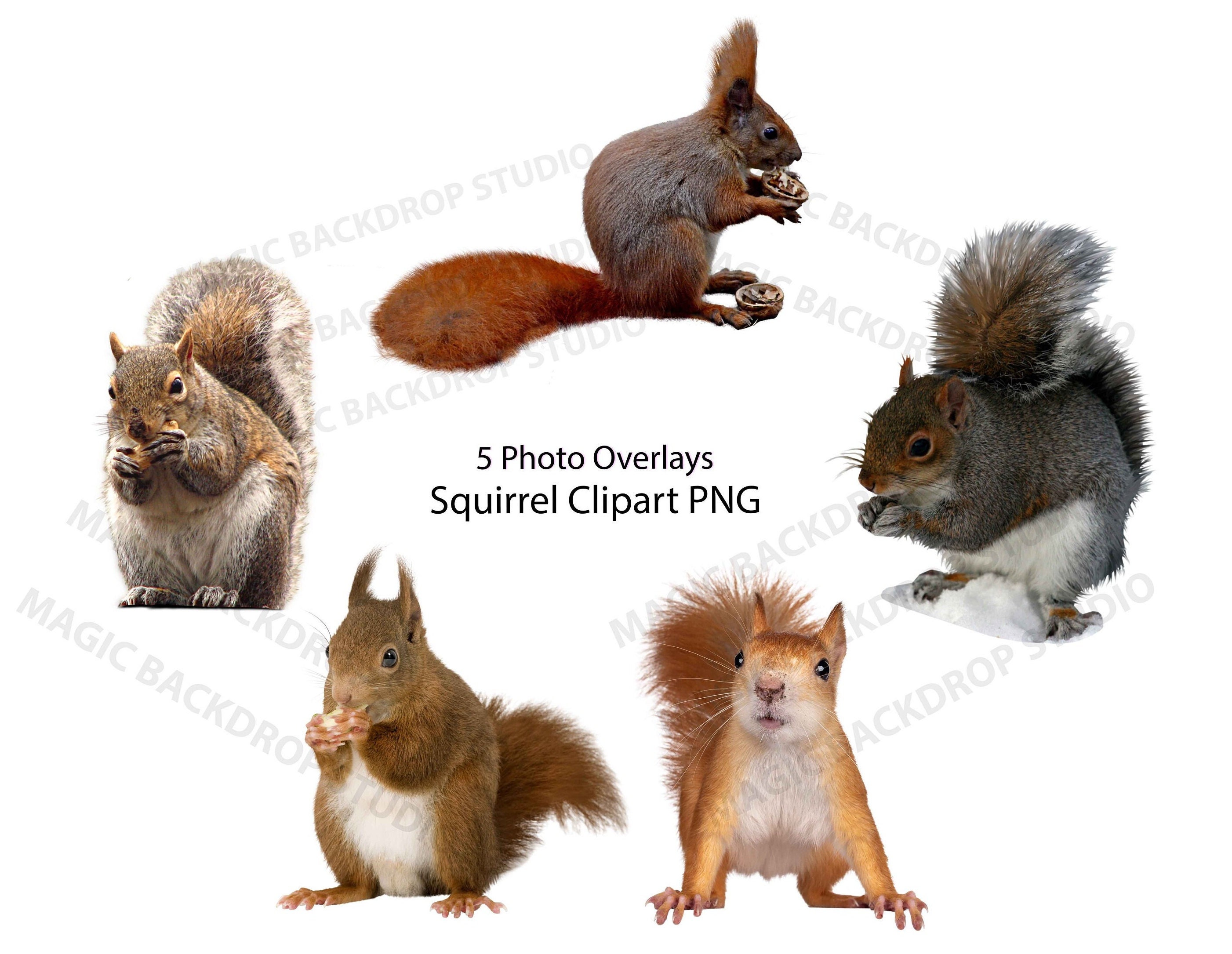 Western Gray Squirrel Photos Clipart
