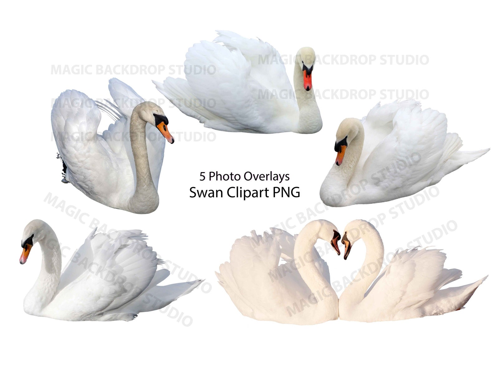 Swan Swans PNG White Big Bird Birds Wild Farm Animal Clip Art Overlay ...