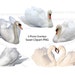 Swan Swans PNG White Big Bird Birds Wild Farm Animal Clip Art Overlay ...