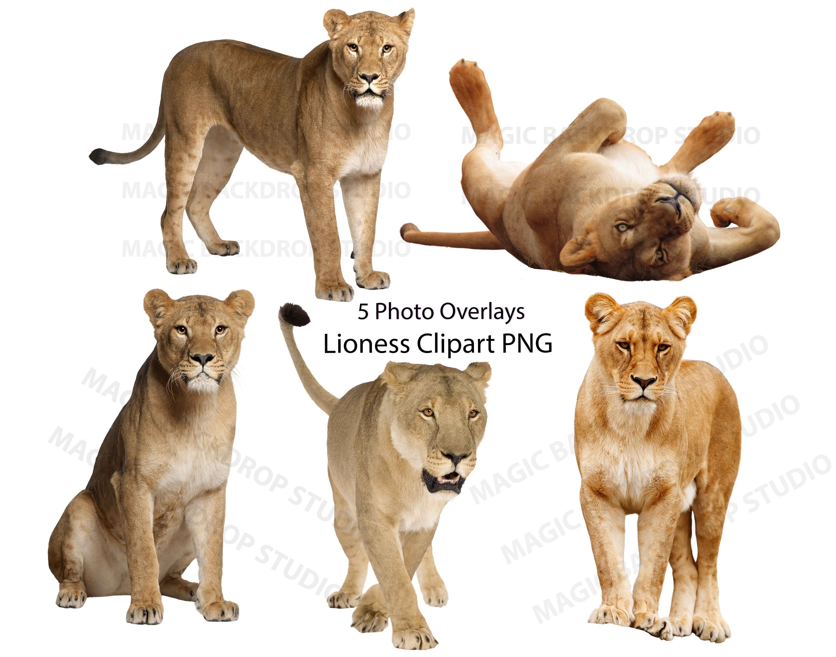 Lioness Png