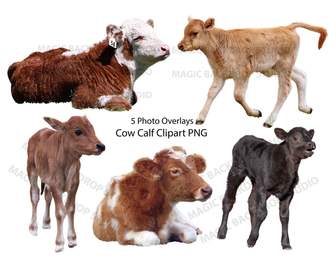 Baby Cow Calf PNG Bundle Cows Farm Animals Clip Art Overlay Photoshop ...