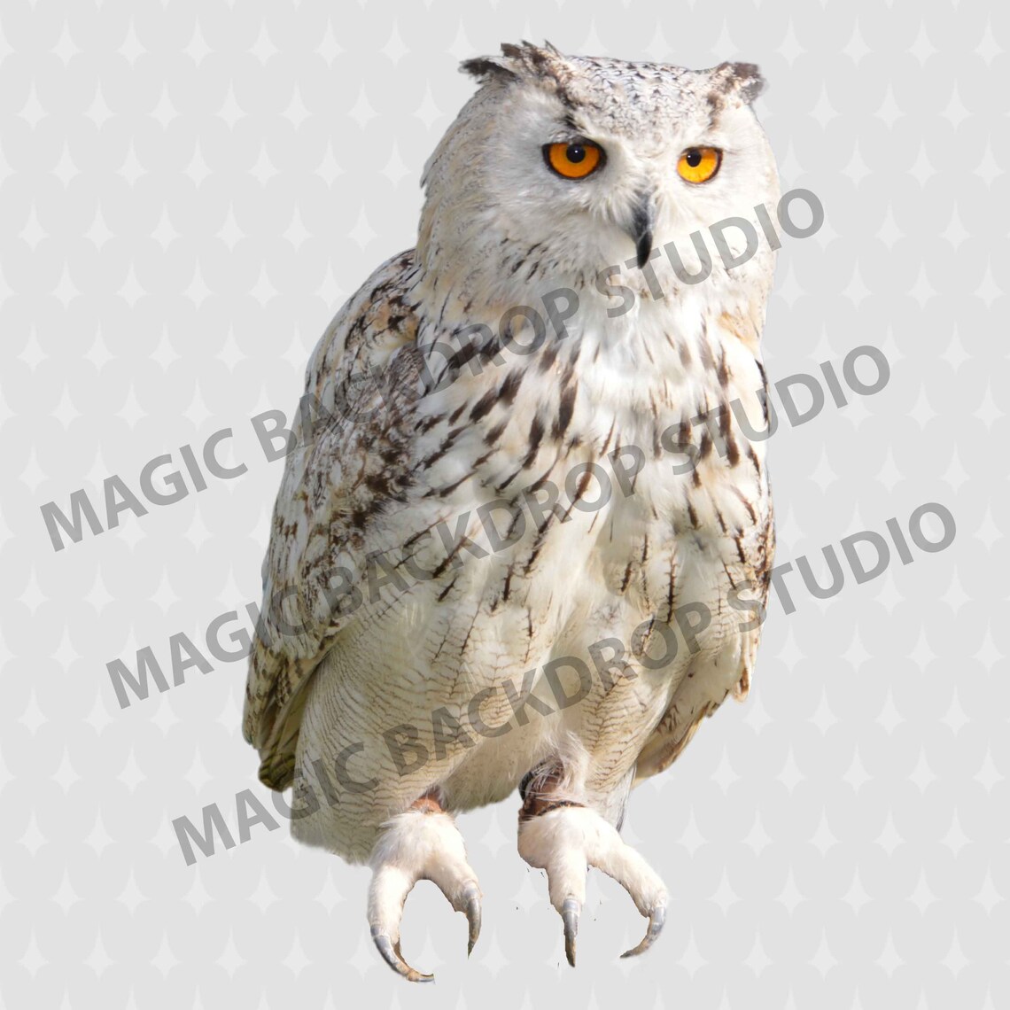 Owl Owls Animal Owl Clip Art Overlay Photoshop Overlays Photoshop ...