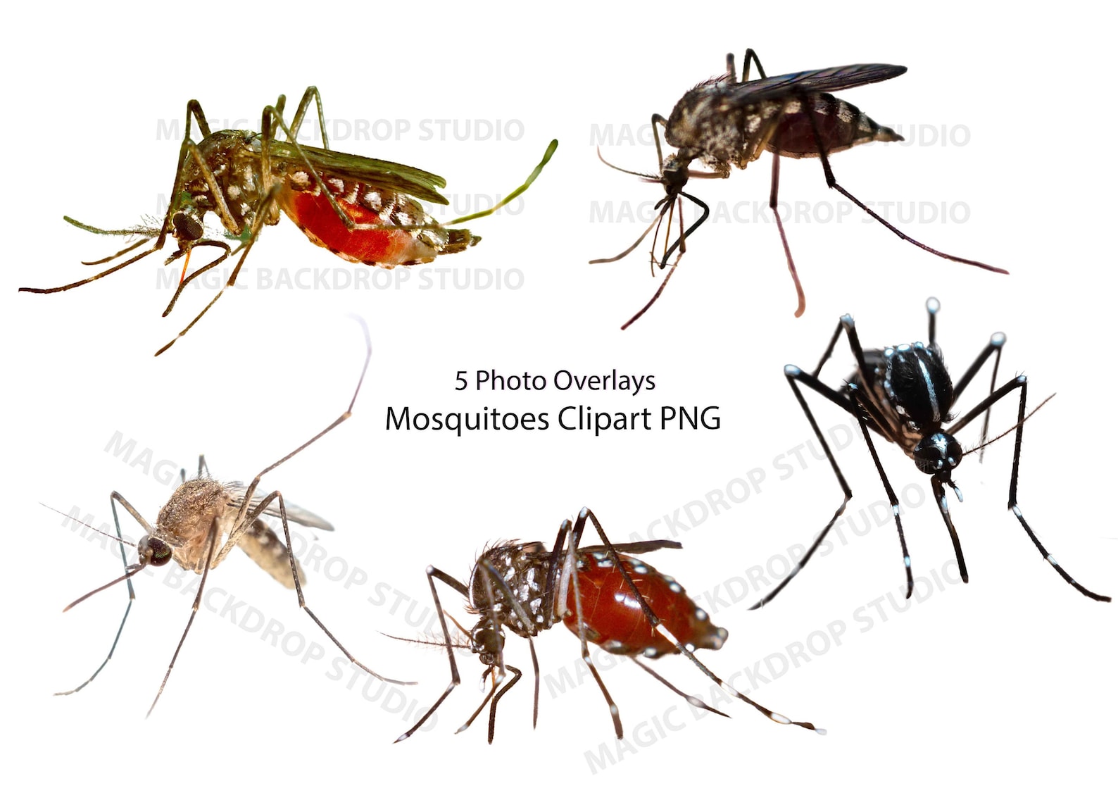 Mosquitos Mosquito Insect Insects PNG Bundle Bundles Photo Animal ...