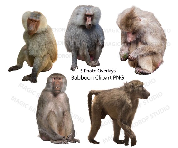 Baboon Baboons Bundle PNG Vector Clip Art Monkey Print Wild - Etsy
